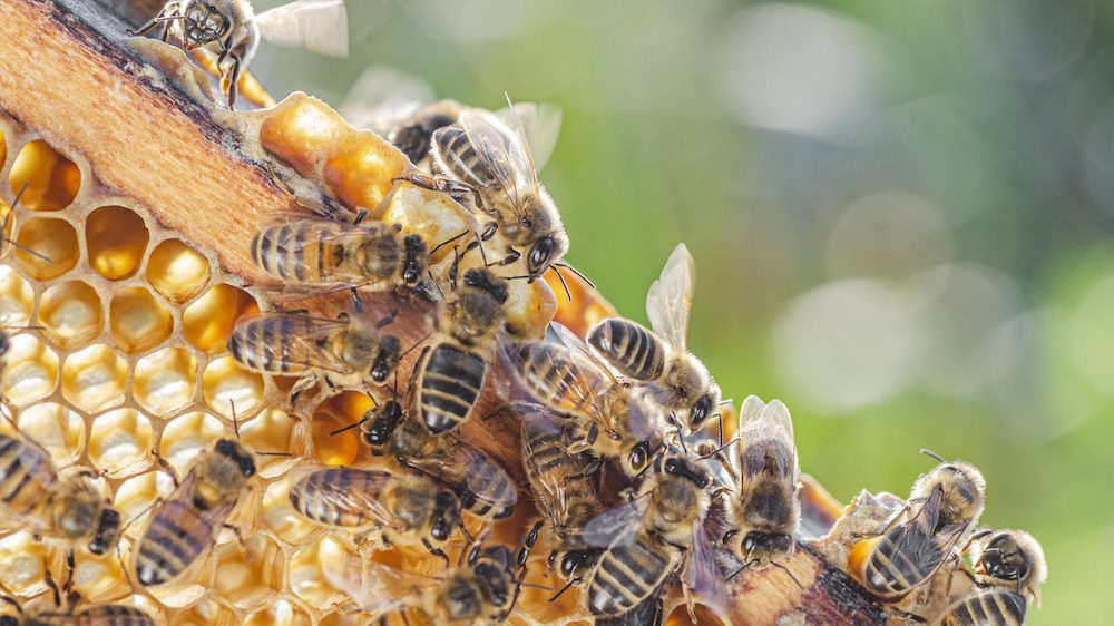 Beekeeping — What’s All the Buzz About? - Houseopedia